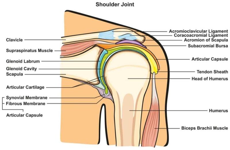Joseph Lamplot MD | Orthopedic Surgeon | Shoulder, Elbow & Knee Specialist | Arlington Heights ...